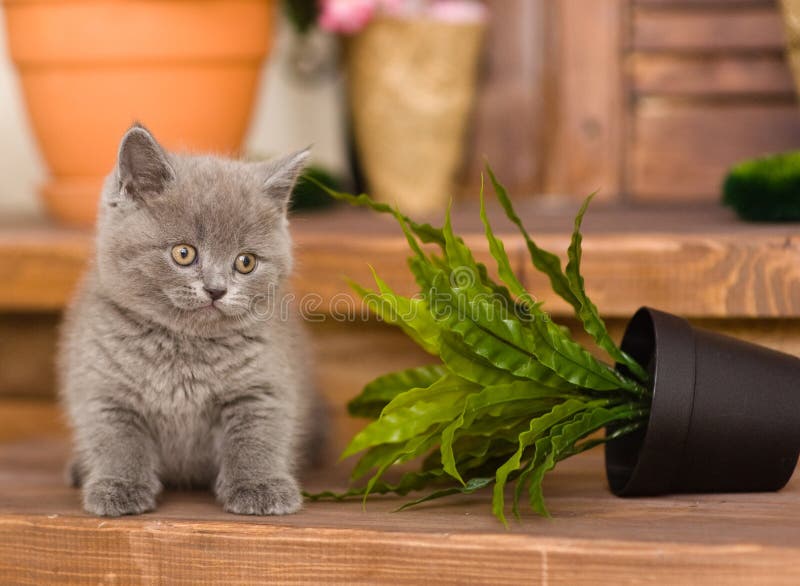 Kitten Knocked Over Flower Pot Stock Photo - Image of pedigreed, funny ...
