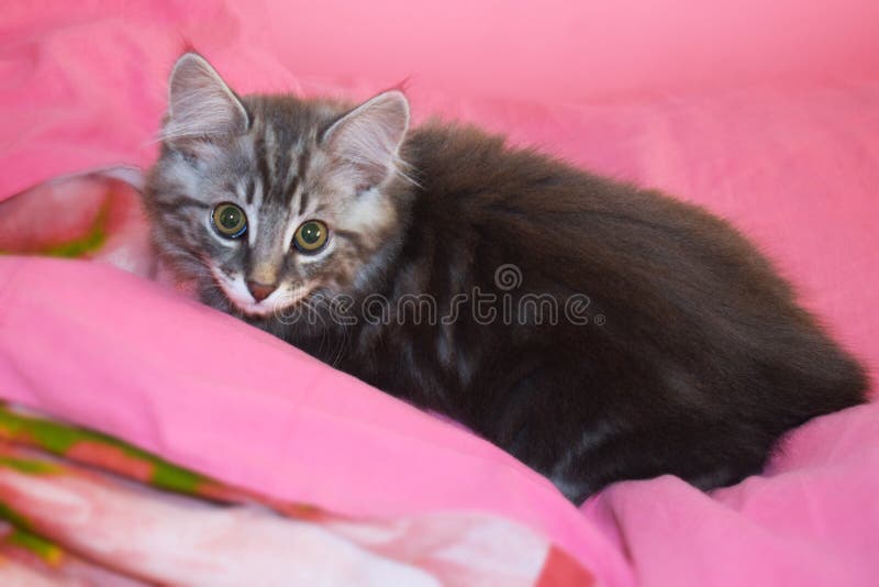 Kuril Bobtail Kitten Blue Silver Marble Tabby Stock Photo - Image of ...