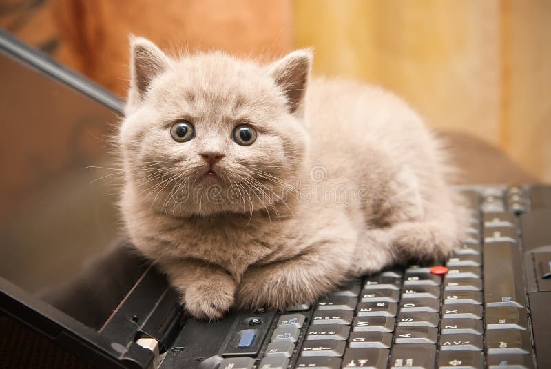 Kitten on the computer stock photo. Image of domestic - 32465300