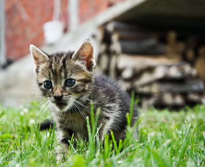Kitten on the lawn stock photo. Image of kitten, photographed - 194481316