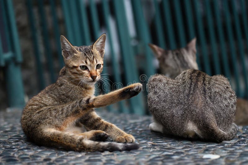 A Kitten Laying Down and Lifting Its Leg Stock Photo - Image of animal ...