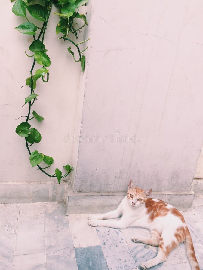 Kitten stock image. Image of kitten, green, next, laying - 97115359