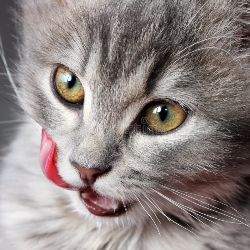 Cat licking lips stock photo. Image of furry, feline, hunger - 945052