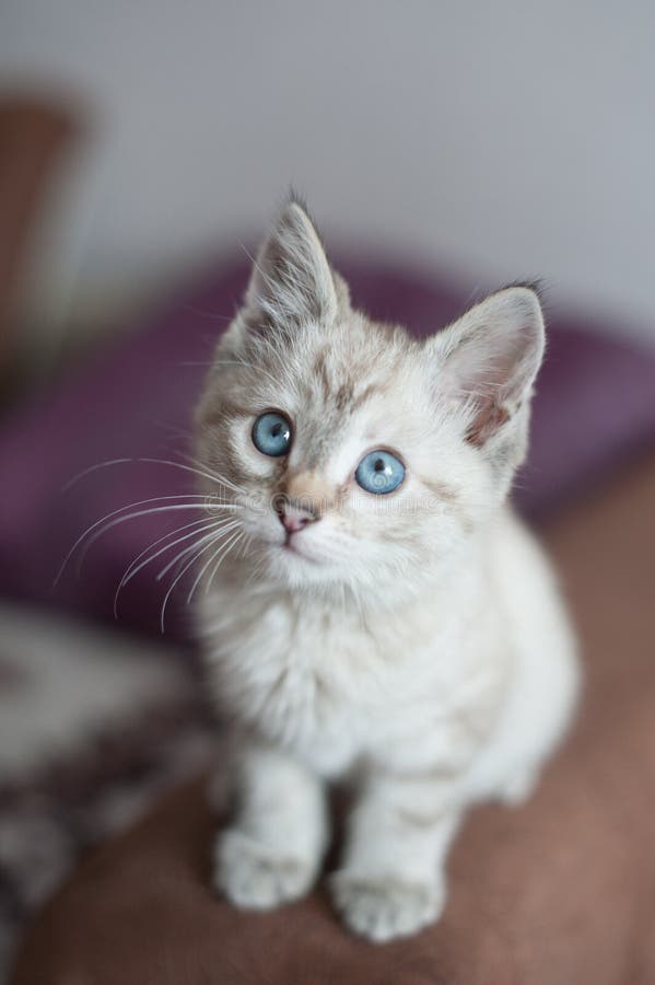 Kitten of light color stock photo. Image of pets, adorable - 99238832