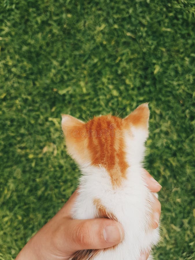 Kitten stock photo. Image of cats, kitten, petlover, little - 95506222