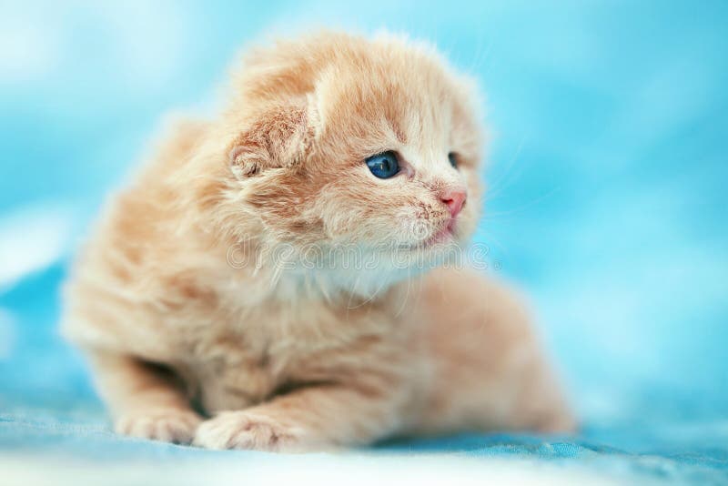 Sad little kitty stock photo. Image of little, beige - 33925460