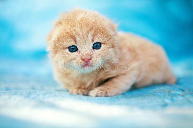 Shy kitten hiding stock photo. Image of couch, adorable - 33672068