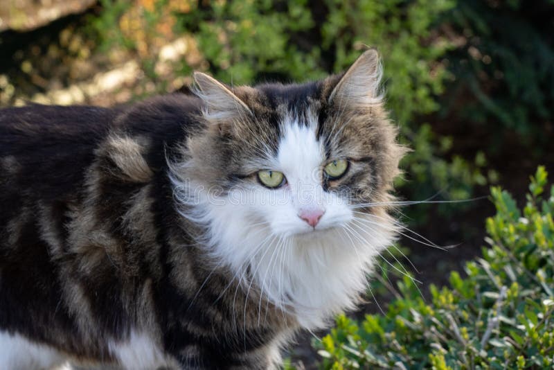 Kitten with Long White Whiskers. Stock Photo - Image of gray, kitty ...