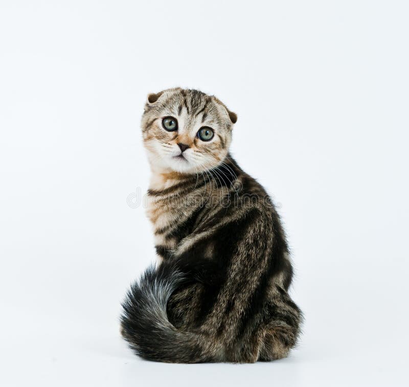 Kitten look back stock photo. Image of backs, pets, sitting - 12139866