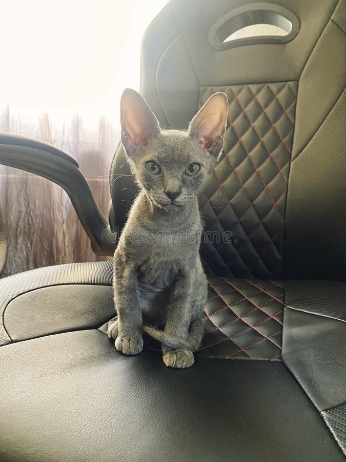 Kitten Looking at Camera stock photo. Image of kitten - 353960432