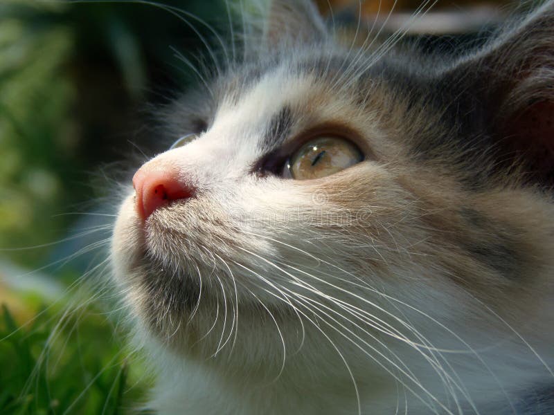 Kitten Looking at the Sky stock photo. Image of feline - 74998618