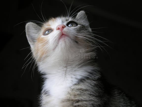 25,546 Fluffy Kitten Looking Up Stock Photos - Free & Royalty-Free ...