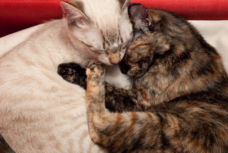 Kitten love stock image. Image of feelings, together - 21426819