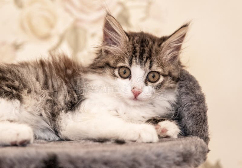 Kitten Lying on Bed Portrait Stock Image - Image of care, curious ...