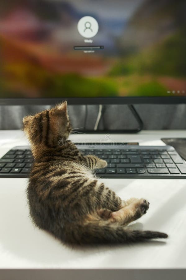 Kitten Lying on Computer Keyboard Working from Home Stock Image - Image ...