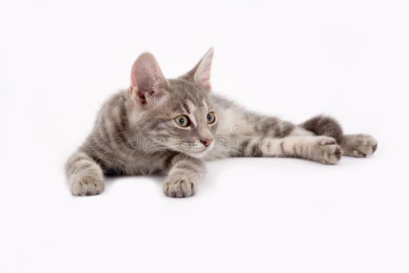 Kitten Lying Down Picture. Image: 3316157