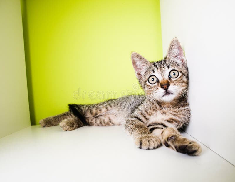 Kitten lying stock photo. Image of striped, little, horizontal - 33799986