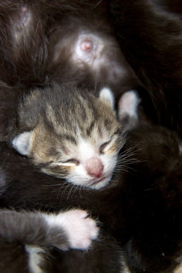 Cats Huddle Stock Photos - Free & Royalty-Free Stock Photos from Dreamstime