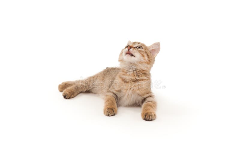 Kitten Lying on White Isolated Stock Photo - Image of playful, kitten ...