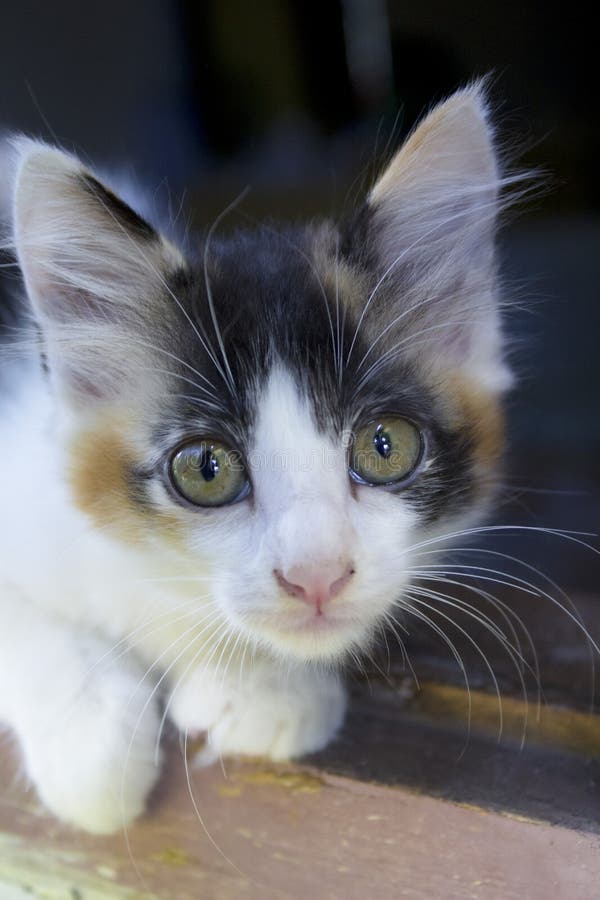 Kitten Lying on the Wood and Staring at Camera Stock Photo - Image of ...