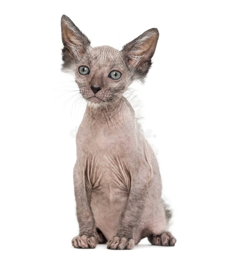 Kitten Lykoi-Katze, 3 Monate Alte Stockfoto - Bild von schauen ...