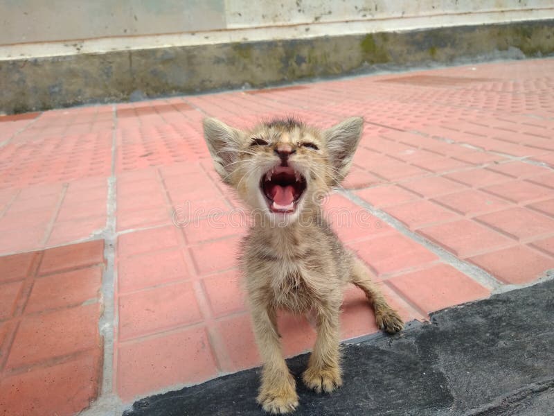 Cat roar stock photo. Image of pose, kitten, roar, making - 123511916