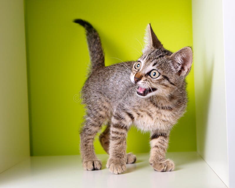 Kitten meowing stock image. Image of horizontal, hissing - 33800061