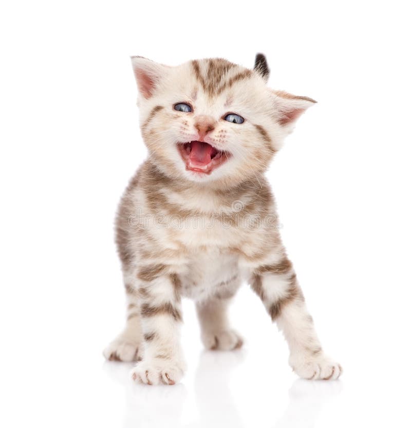 Kitten Meowing. Isolated on White Background Stock Image - Image of ...