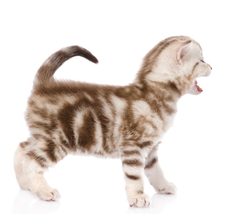 Kitten Meowing. Isolated on White Background Stock Image - Image of ...