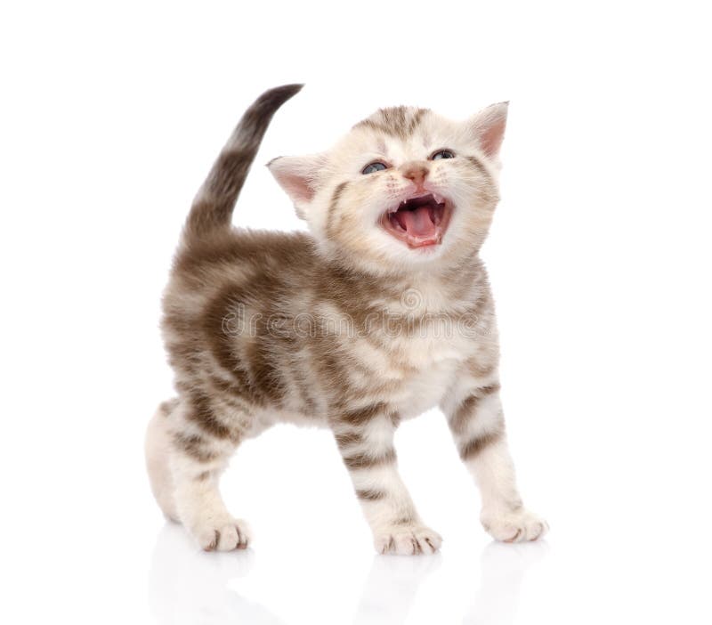 Kitten Meowing. Isolated on White Background Stock Image - Image of ...