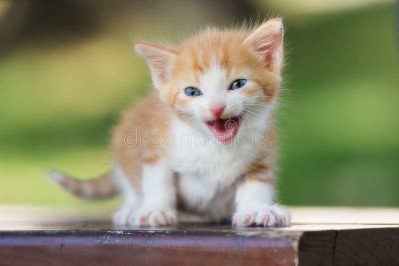 Adorable Red and White Kitten Meowing Outdoors Stock Image - Image of ...