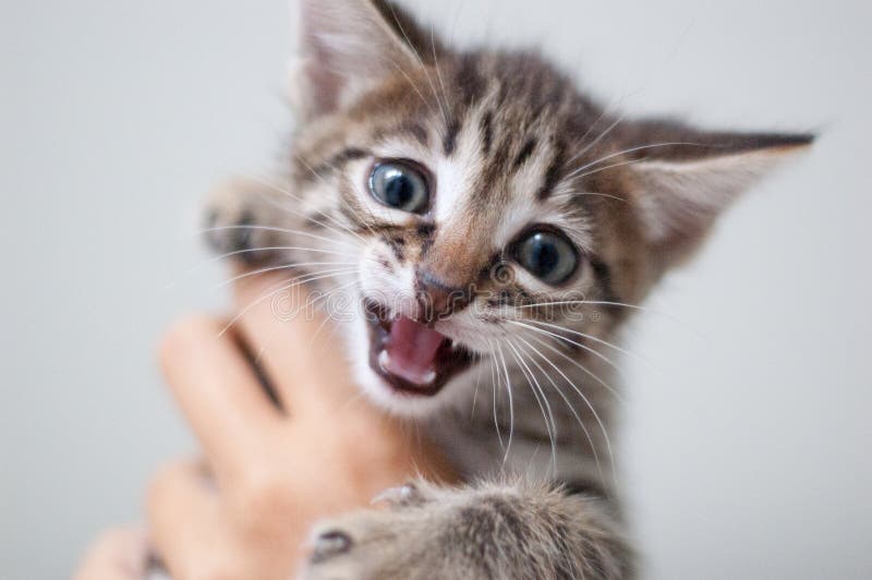 Kitten meows stock photo. Image of tabby, kitten, favorite - 65413752