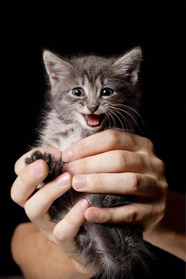 The cat mews stock image. Image of young, outdoor, kitten - 11437965