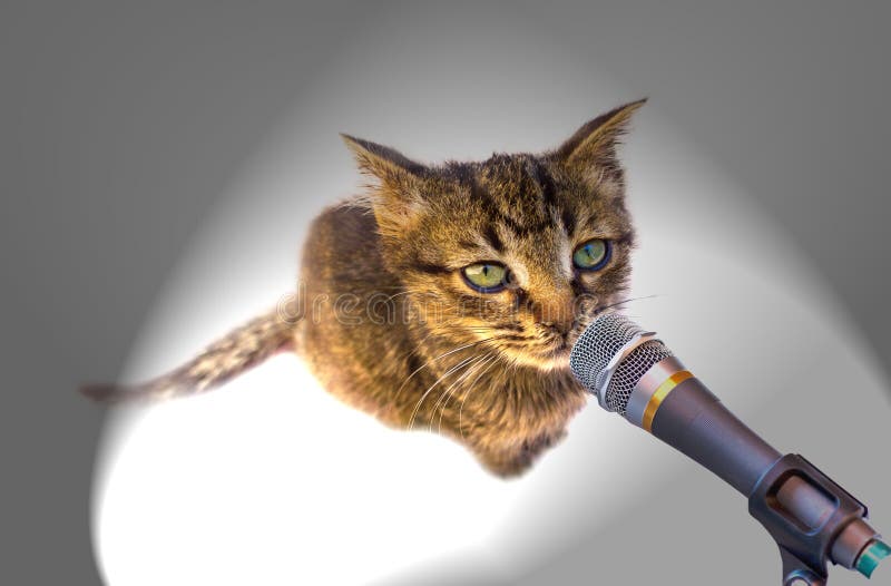 Kitten With Microphone Stock Photo - Image: 37726470