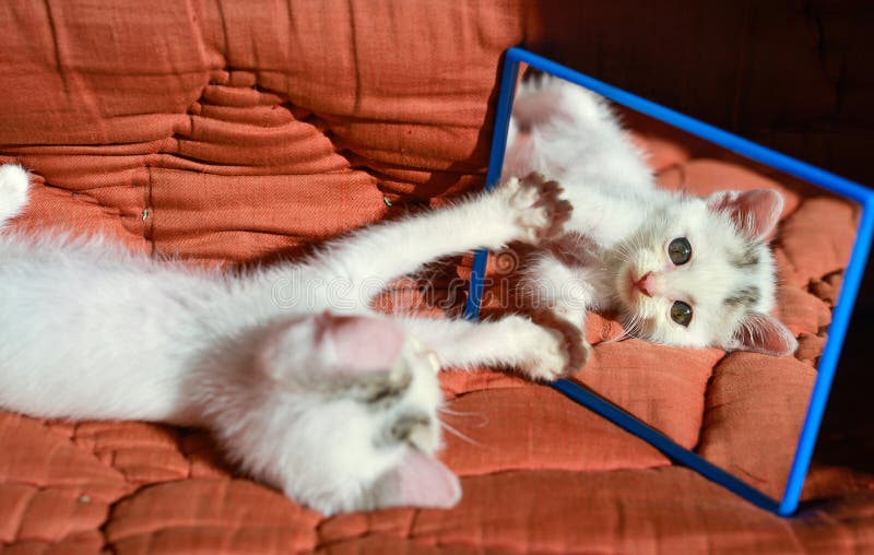 Kitten at the mirror stock photo. Image of baby, reflection - 75874502