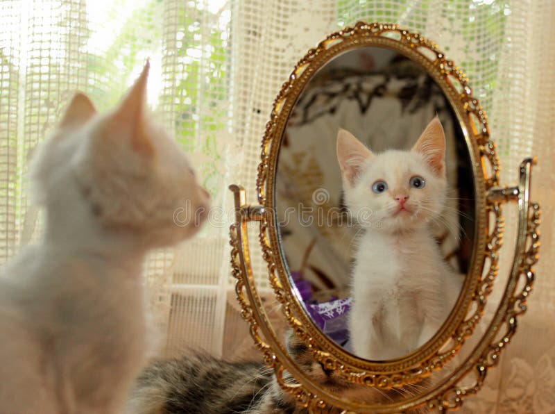 Kitten and a mirror stock image. Image of small, fluffy - 32761333