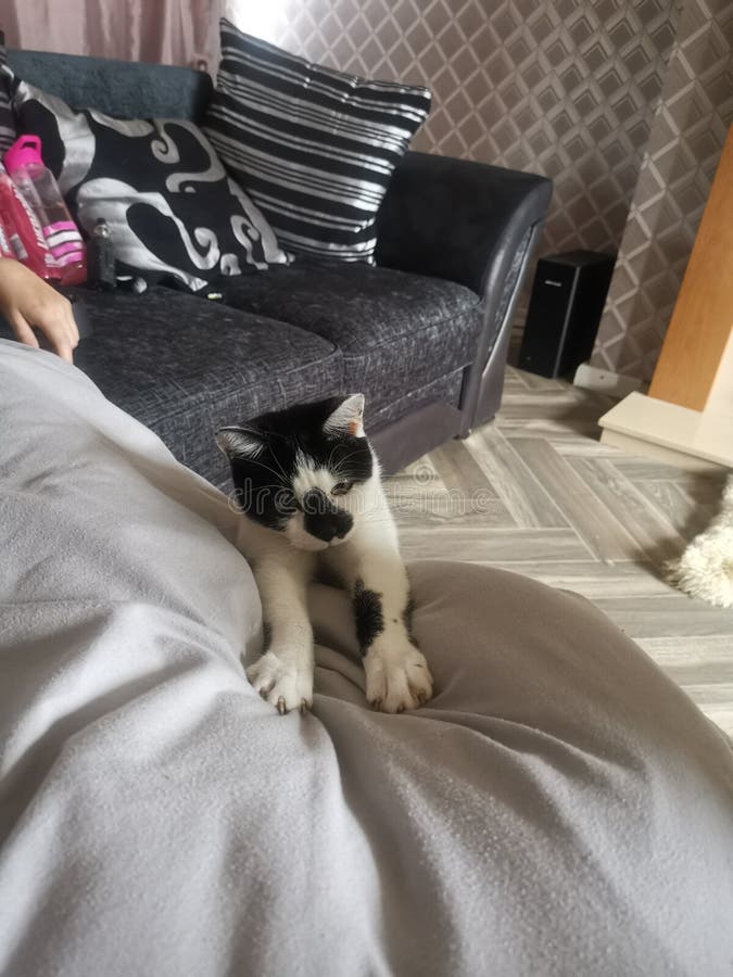 Kitten Mischievous Cute Cat Playful Stock Image - Image of mischievous ...