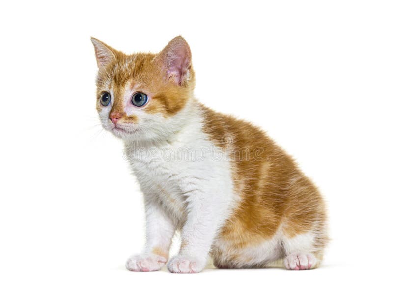 Kitten Mixed-breed Cat Ginger and White, Isolated on White Stock Photo ...