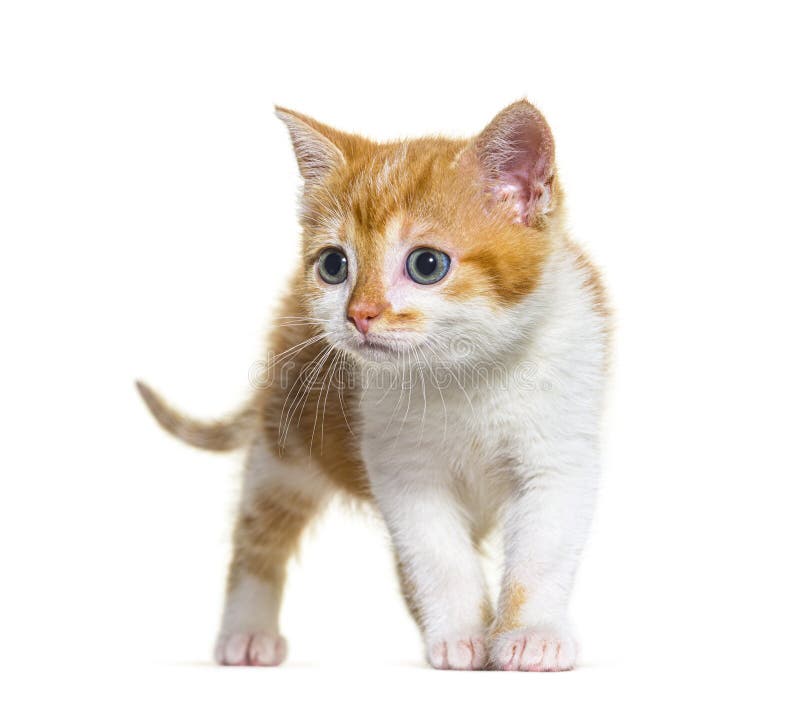 Kitten Mixed-breed Cat Ginger and White, Isolated on White Stock Image ...