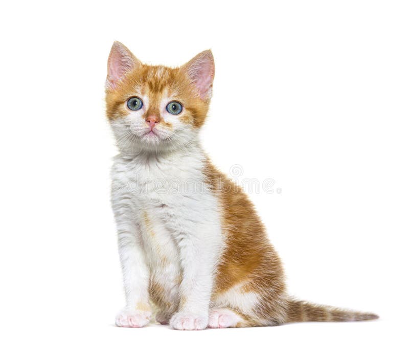 Isselee - Photographer profile