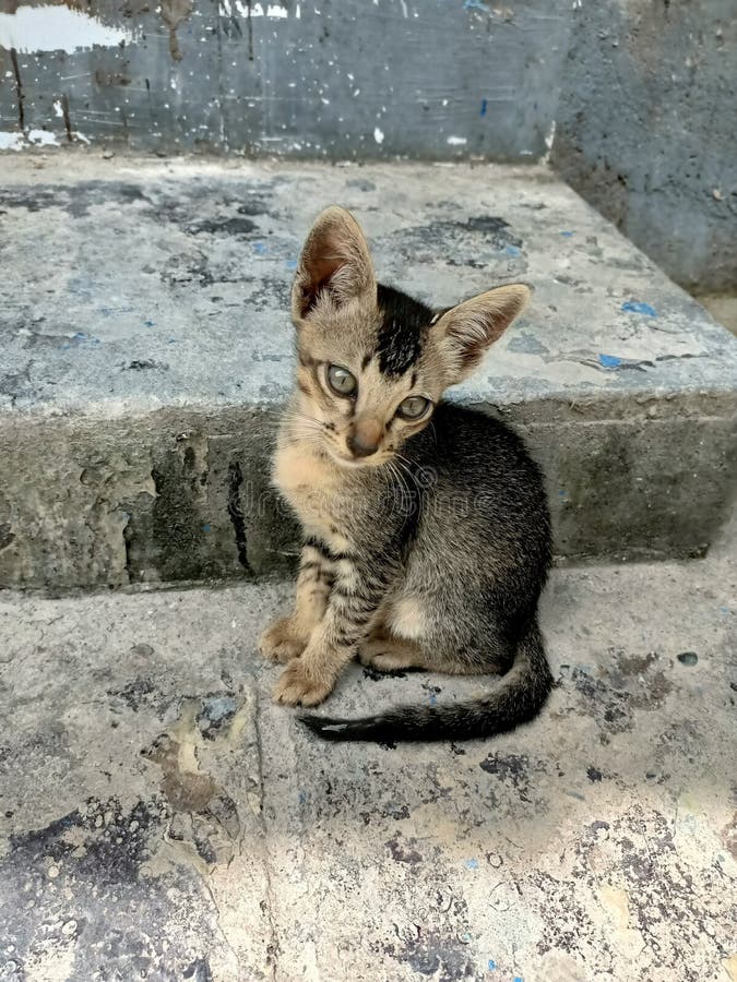 Mocca Kitten Stock Photos - Free & Royalty-Free Stock Photos from ...