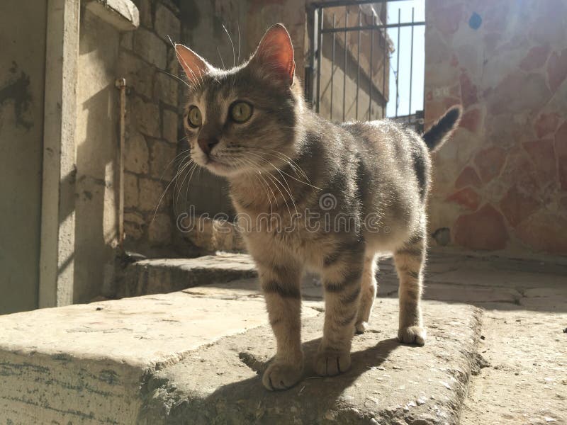 Kitten during Morning in May in Old City in Jerusalem in Israel. Stock ...