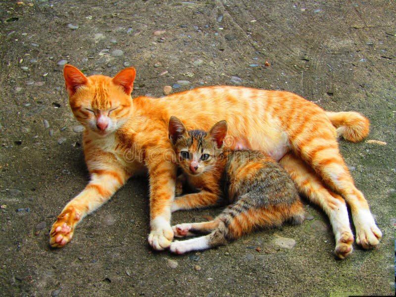 Kitten, the Most Comfortable Place with His Mother Stock Image - Image ...