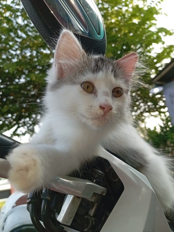 Cute Kitten on the Motorcycle Stock Image - Image of wildlife, mammal ...
