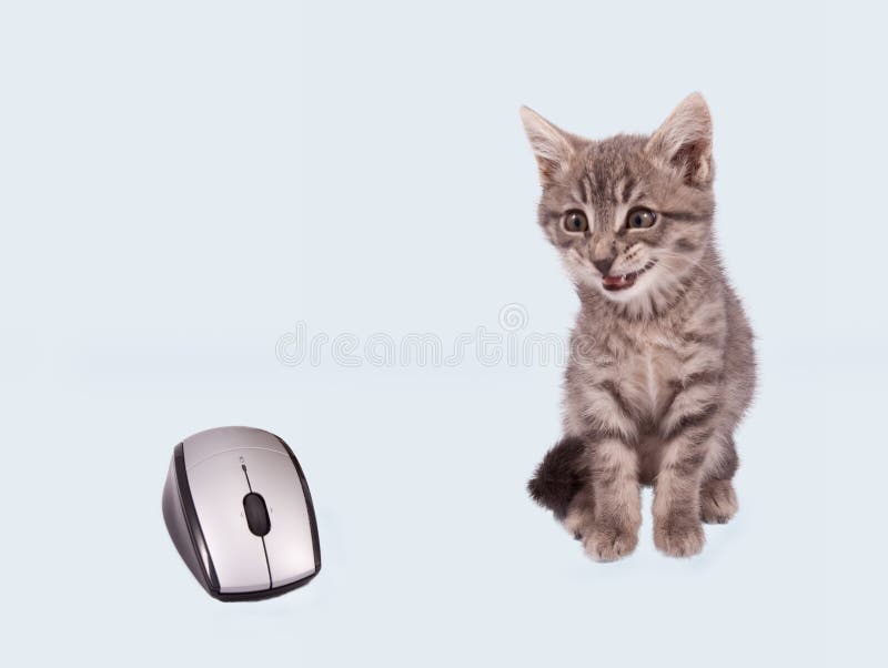 Kitten and mouse. stock image. Image of playful, young - 27522751