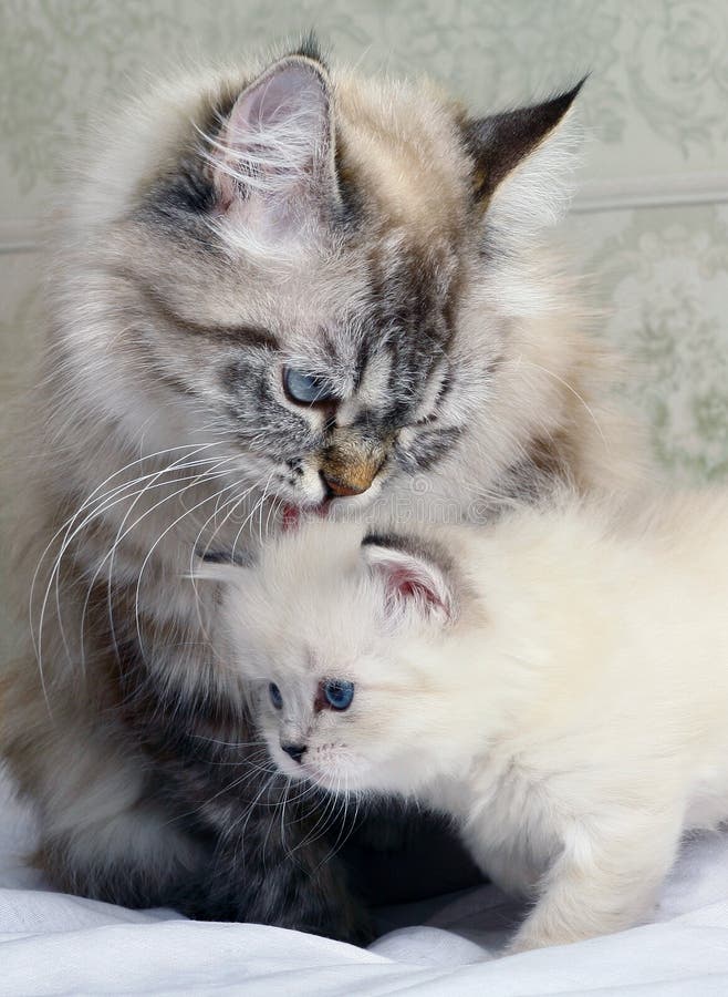 Kitten with mum. stock image. Image of pedigree, purebred - 12439933