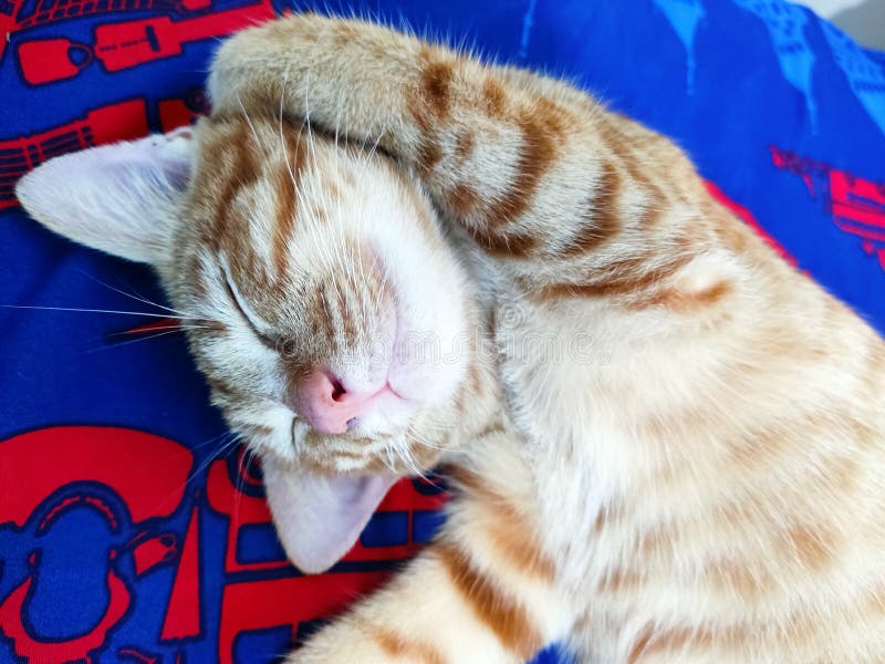 Kitten Nap in the evening stock image. Image of kitten - 266166485