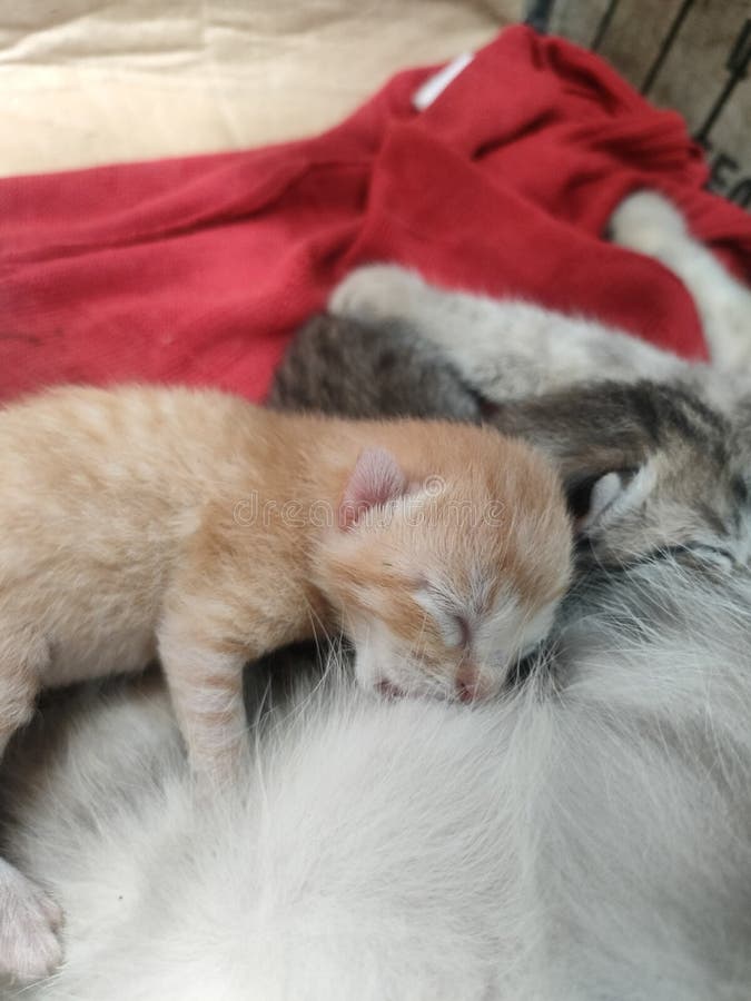 A Kitten Nursing with Its Mother Stock Image - Image of kitten, mother ...