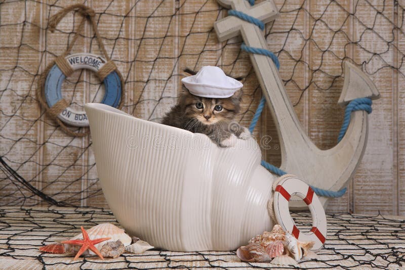 Kitten on Ocean Themed Background Stock Photo - Image of sailor, studio ...