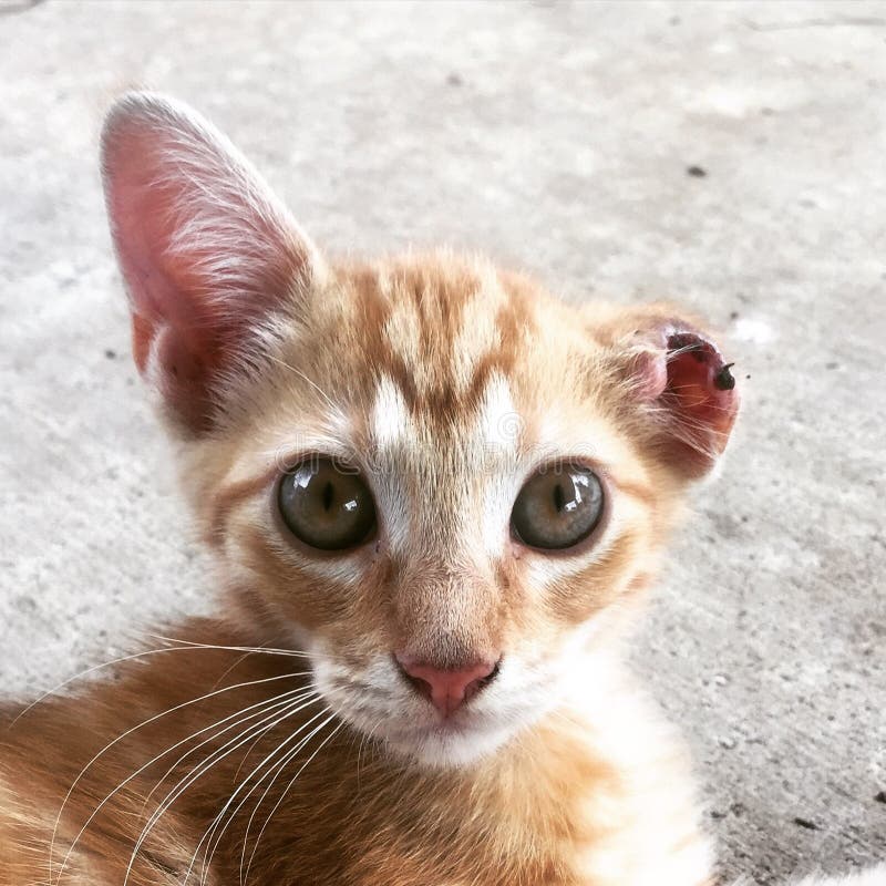 Kitten stock image. Image of eared, orange, kitten - 105295731